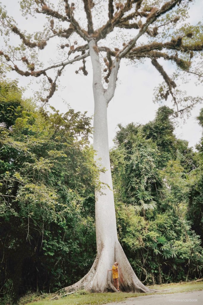 Belize part 1: Cayo District | Little Wanderbook.com